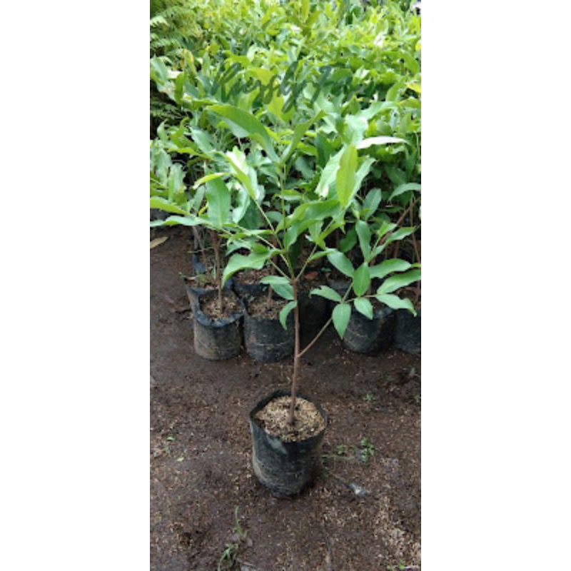 Jual Pohon Jambu Dalhari Uk 1 meter Pohon Jambu Air Dalhari | Shopee ...