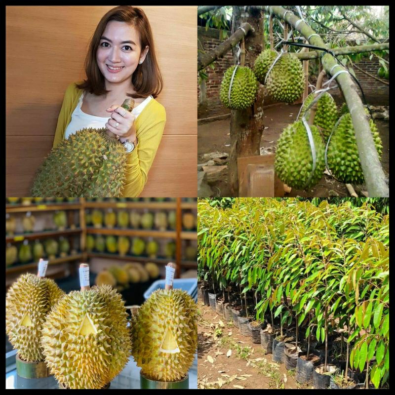 Jual bibit Durian Bawor tinggi 1 meter batang besar siap berbuah | Shopee Indonesia
