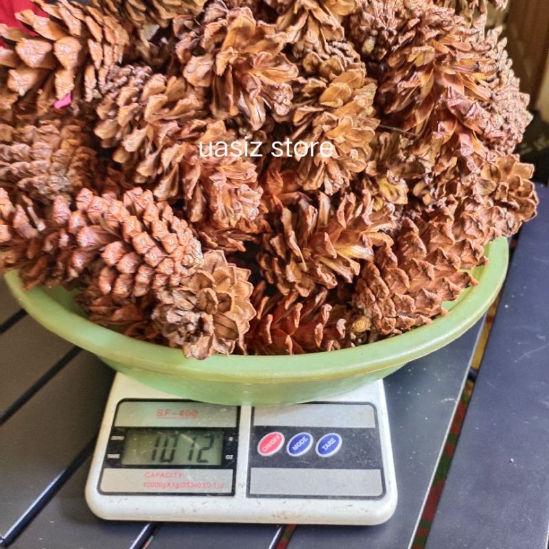 Jual buah pinus kering 1 kg | Shopee Indonesia