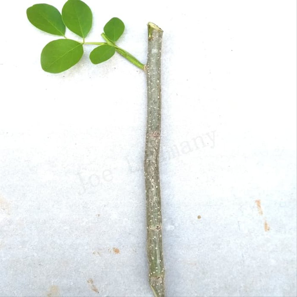 Jual Stek Pohon Gamal Perbatang 30 Cm Baru Petik | Shopee Indonesia