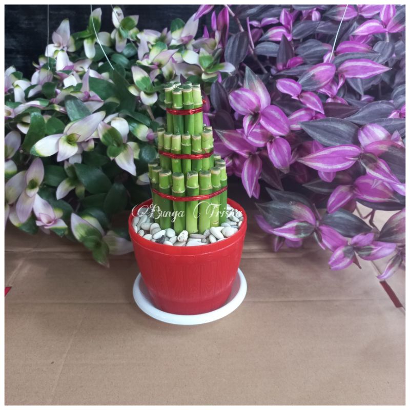 Jual BAMBU HOKI / BAMBU REJEKI / BAMBU LUCKY / BAMBU KEBERUNTUNGAN ...