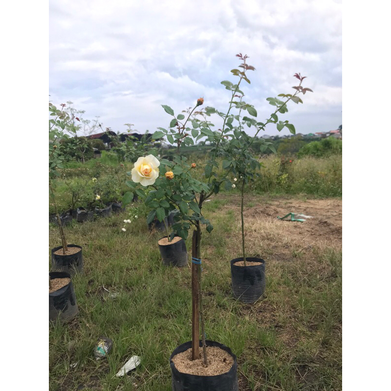 Jual TREE ROSE MAWAR POHON 3 IN 1 | Shopee Indonesia