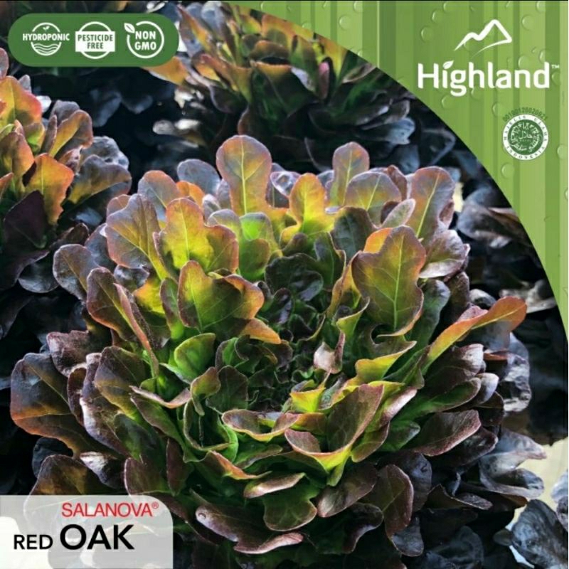 Jual Salanova Red Oak Highland - Selada Oak merah 500gr | Shopee Indonesia