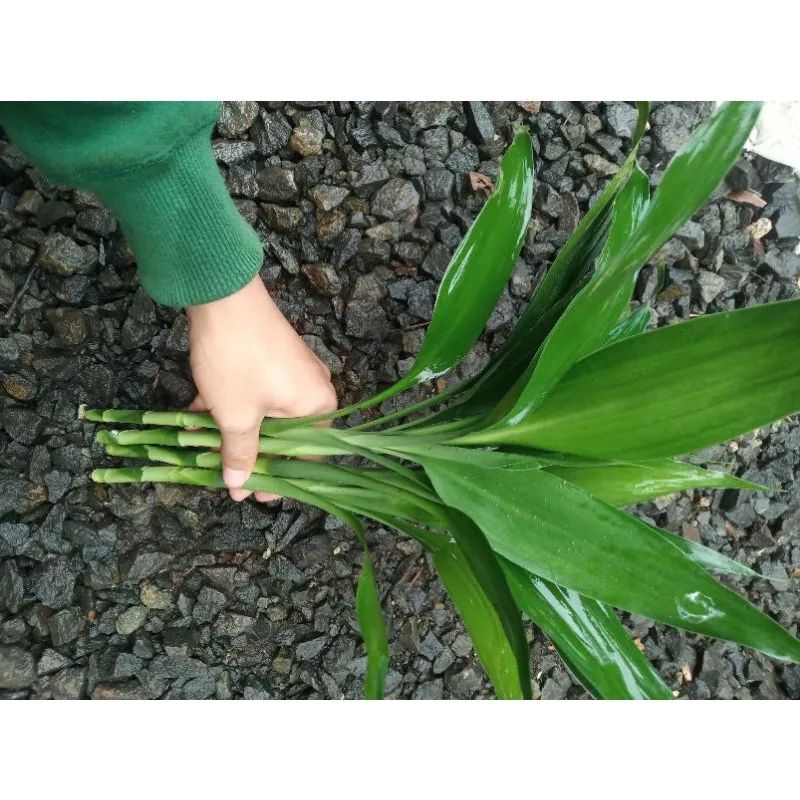 Jual stek batang tanaman bambu hoky - sri rejeki hijau - tanaman bambu ...