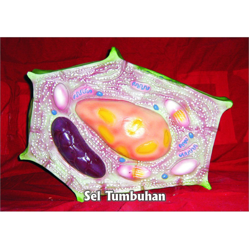 Jual torso model sel Tumbuhan alat peraga pendidikan | Shopee Indonesia