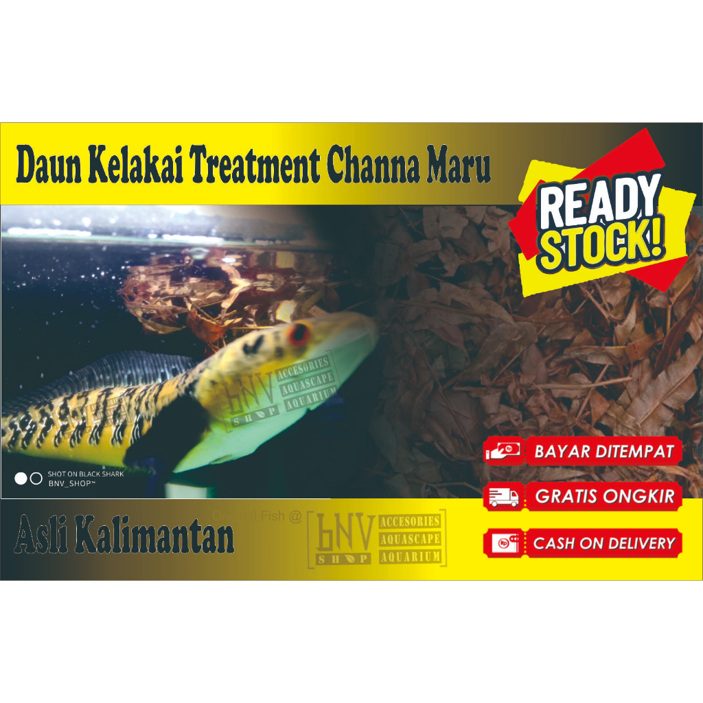 Jual Daun Kelakai Kering Asli Kalimantan treatmen Channa Maru ...