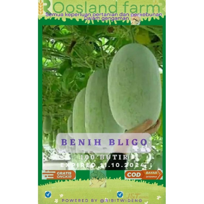 Jual BENIH BLIGO KENDUR SUPER 100 BUTIR | Shopee Indonesia