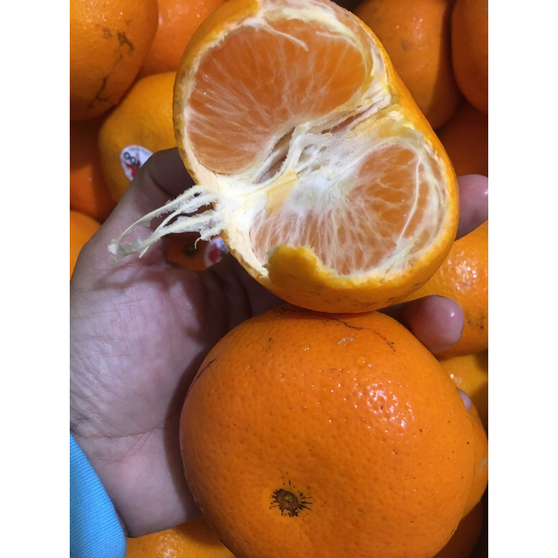 Jual Jeruk Honey Murcot Ausi Prem 1kg | Shopee Indonesia