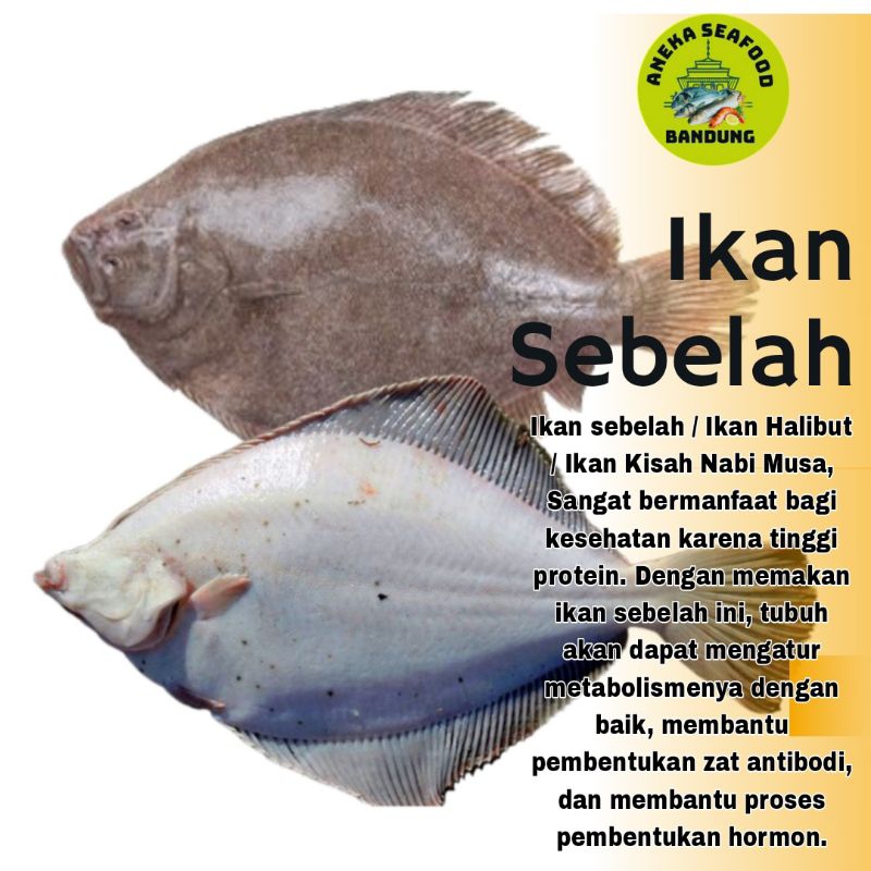 Jual Ikan Sebelah Segar 1.Kg | Shopee Indonesia