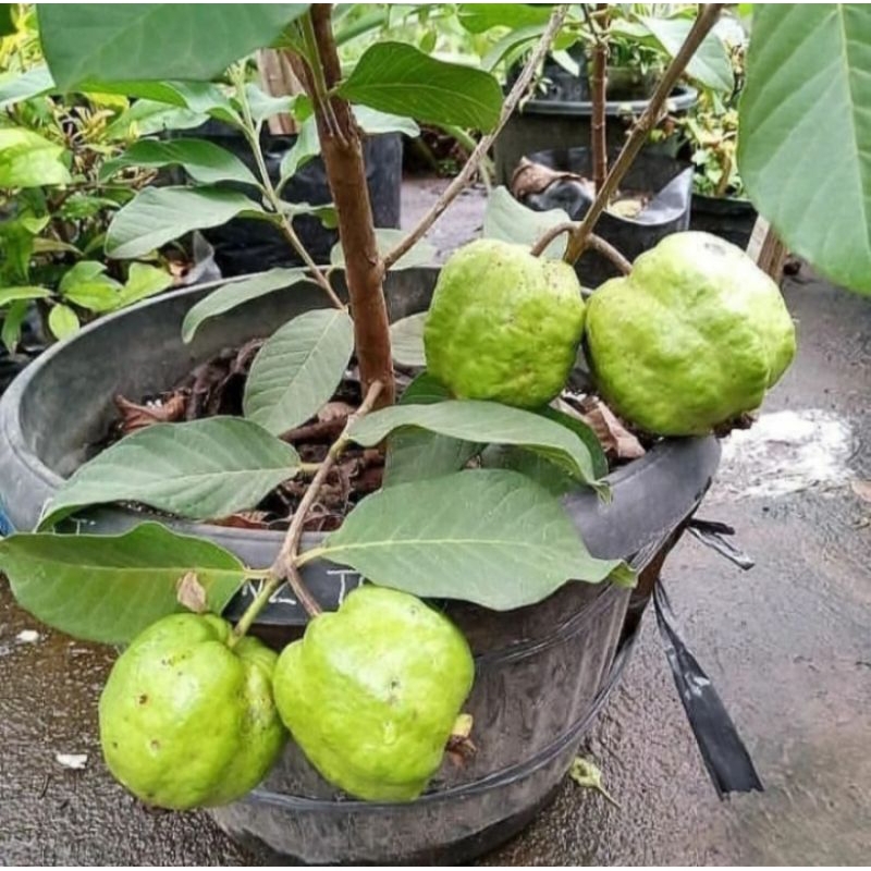 Jual Tanaman jambu kristal berbuah dan berbunga | Shopee Indonesia