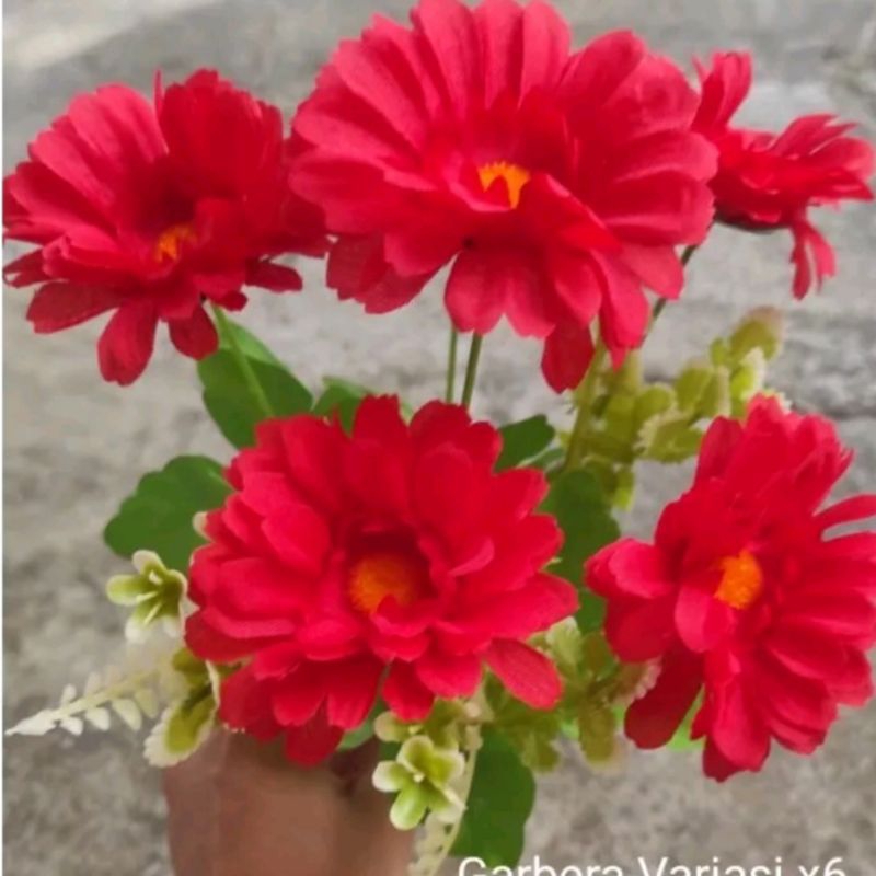 Jual Bunga Krisant Daisy Matahari / Krisant Garbera Jumbo | Shopee ...