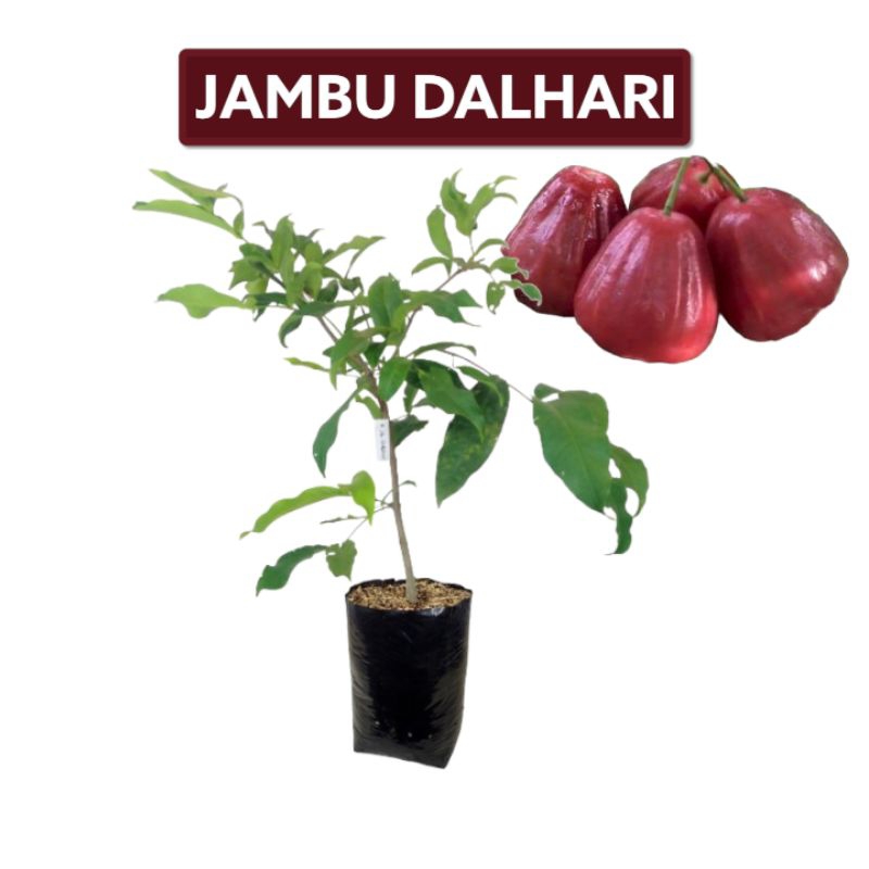 Jual Bibit jambu air dalhari hasil sambung /Okulasi lebih cepat berbuah ...