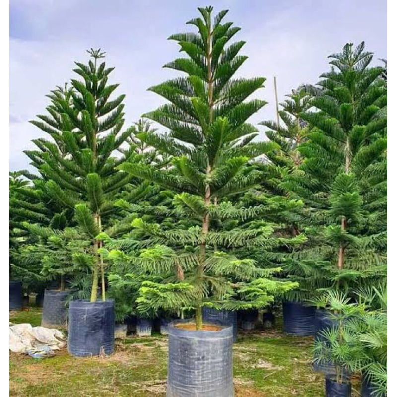 Jual TANAMAN CEMARA PENTRIS INDUKAN | Shopee Indonesia