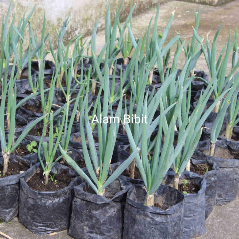 Jual BIBIT BAWANG PRE WANGI (UNTUK MASAK) beli 5 gratis 1 | Shopee ...