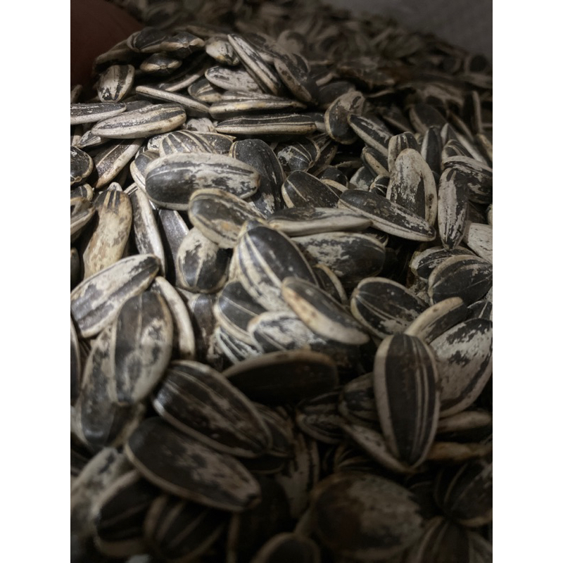 Jual KUACI BESAR KEMASAN 1KG KWACI BIJI MATAHARI KUACI JUMBO PAKAN ...