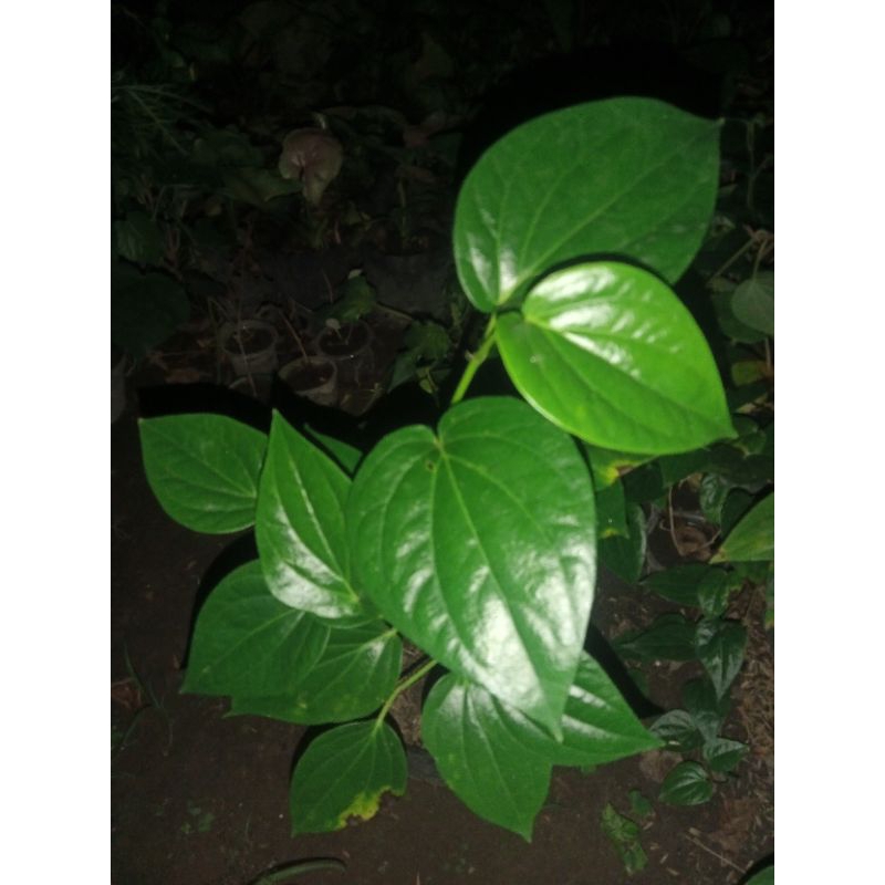Jual TANAMAN OBAT SIRIH HIJAU-TANAMAN HERBAL | Shopee Indonesia