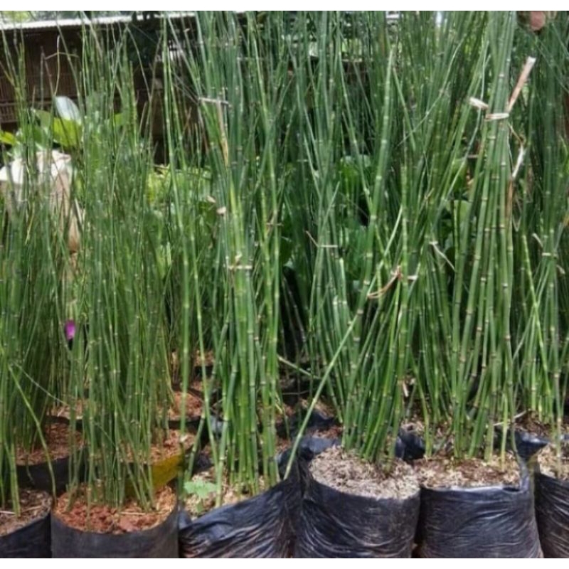 Jual pohon bambu air/bambu lidi | Shopee Indonesia