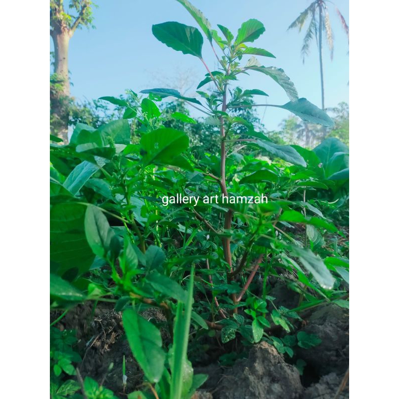 Jual bayam duri/daun bayam hutan sayur herbal | Shopee Indonesia