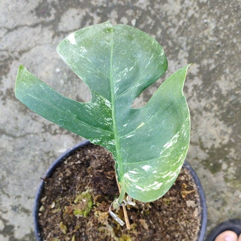 Jual monstera varigata terah marble | Shopee Indonesia
