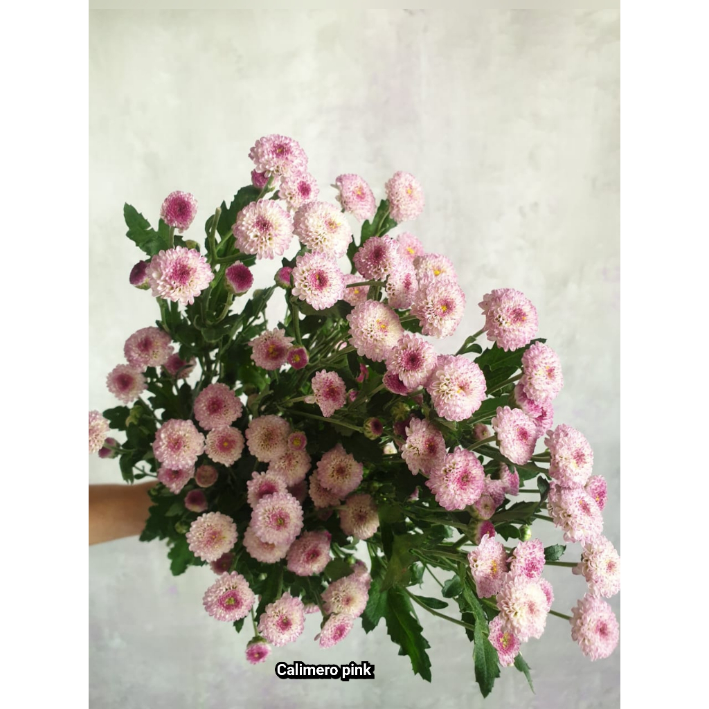 Jual Bunga Potong Calimero Fresh Flower Dekorasi Bunga Hias | Shopee ...