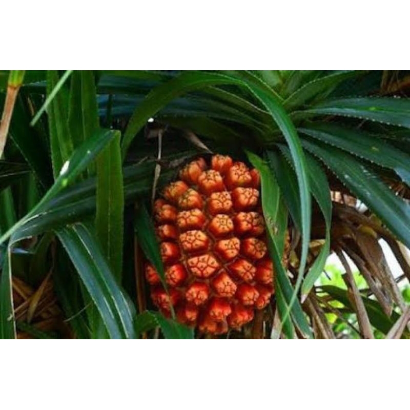 Jual Buah pandan Duri Laut segar/1 Tandan | Shopee Indonesia
