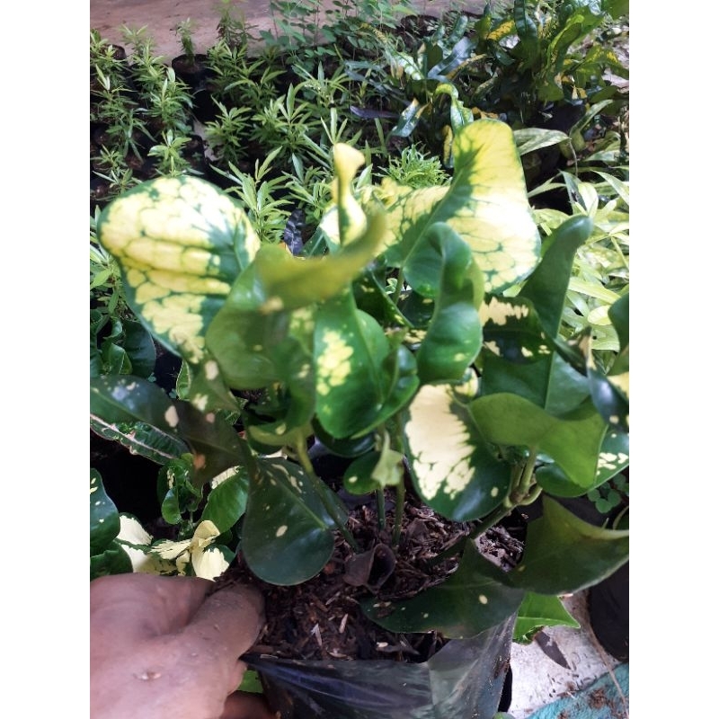 Jual Puring Apel Kuning / puring telur kuning/promo puring murah ...