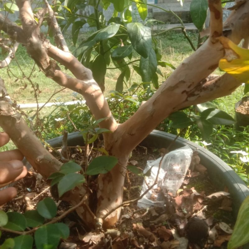 Jual bibit anggur brazil besar | Shopee Indonesia