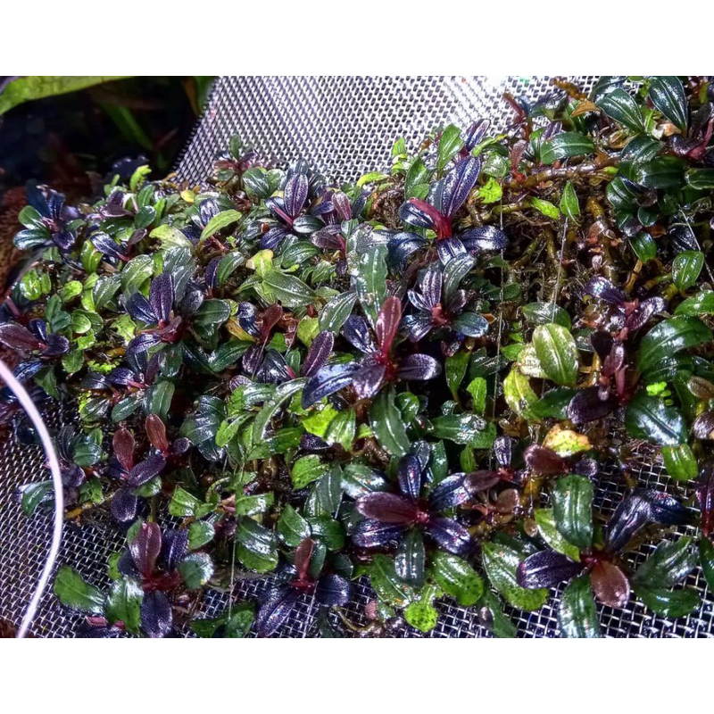 Jual bucep mix phantom sp per keranjang ori | Shopee Indonesia