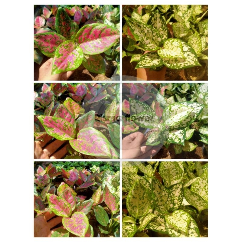 Jual tanaman hias pohon aglonema merah putih / dua pohon aglonema merah ...