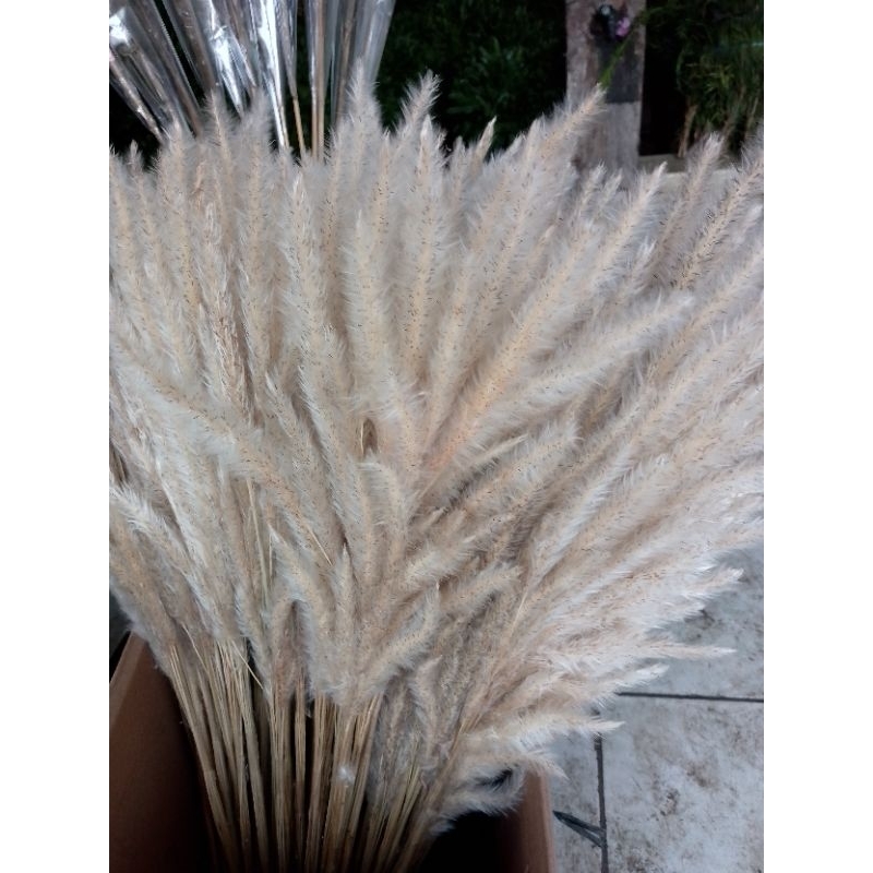 Jual bunga ilalang kering | Shopee Indonesia