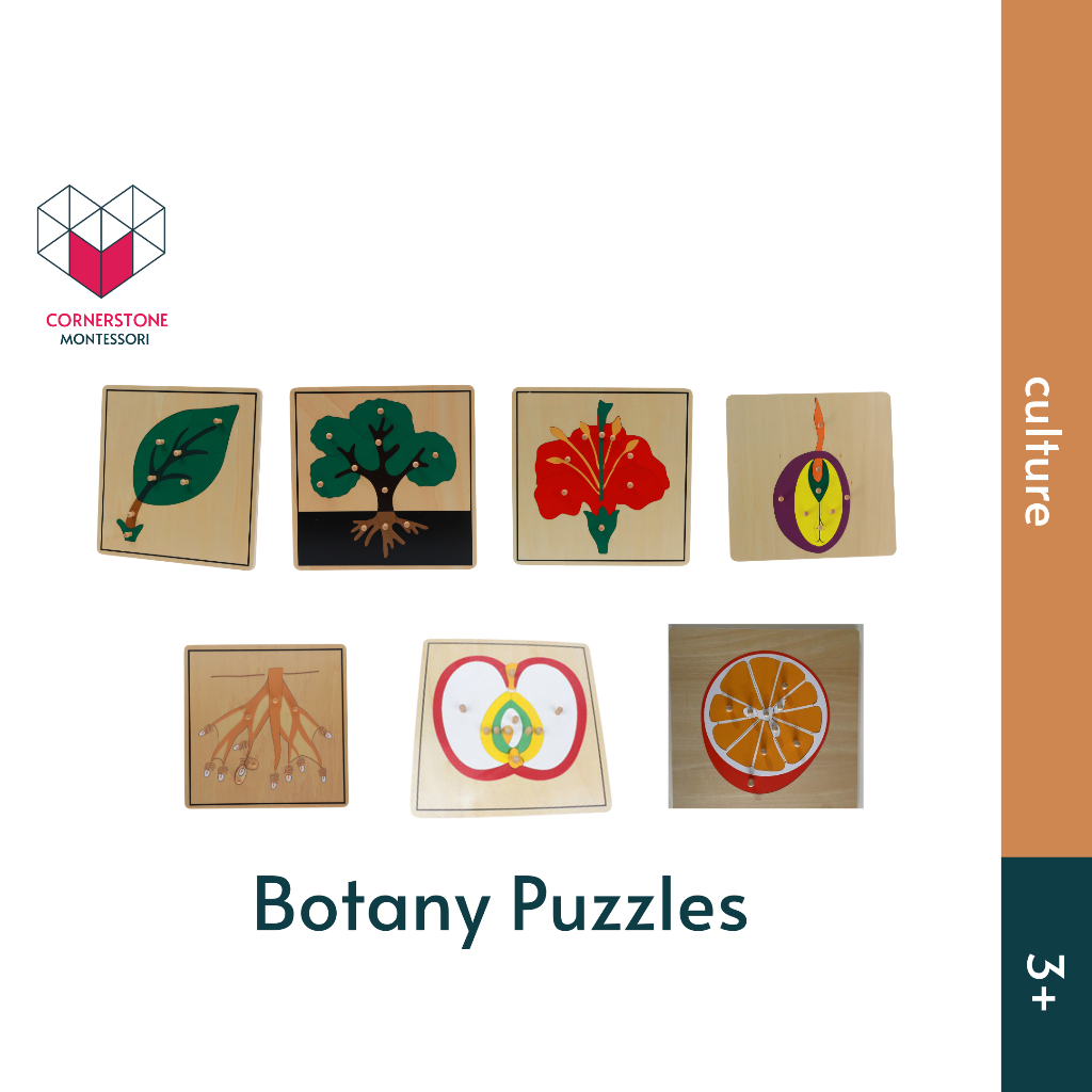 Jual Cornerstone Montessori Leaf Tree Flower Seed Root Puzzles ...