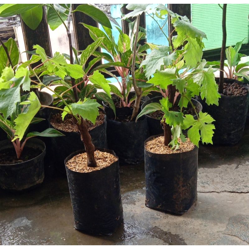 Jual bibit unggul tanaman buah anggur merah batang besar | Shopee Indonesia