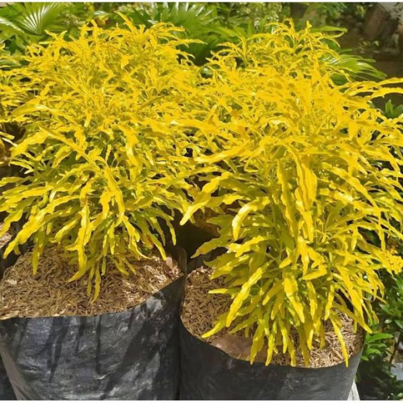 Jual Tanaman Pohon Puring Kuning Bunga Puring | Shopee Indonesia