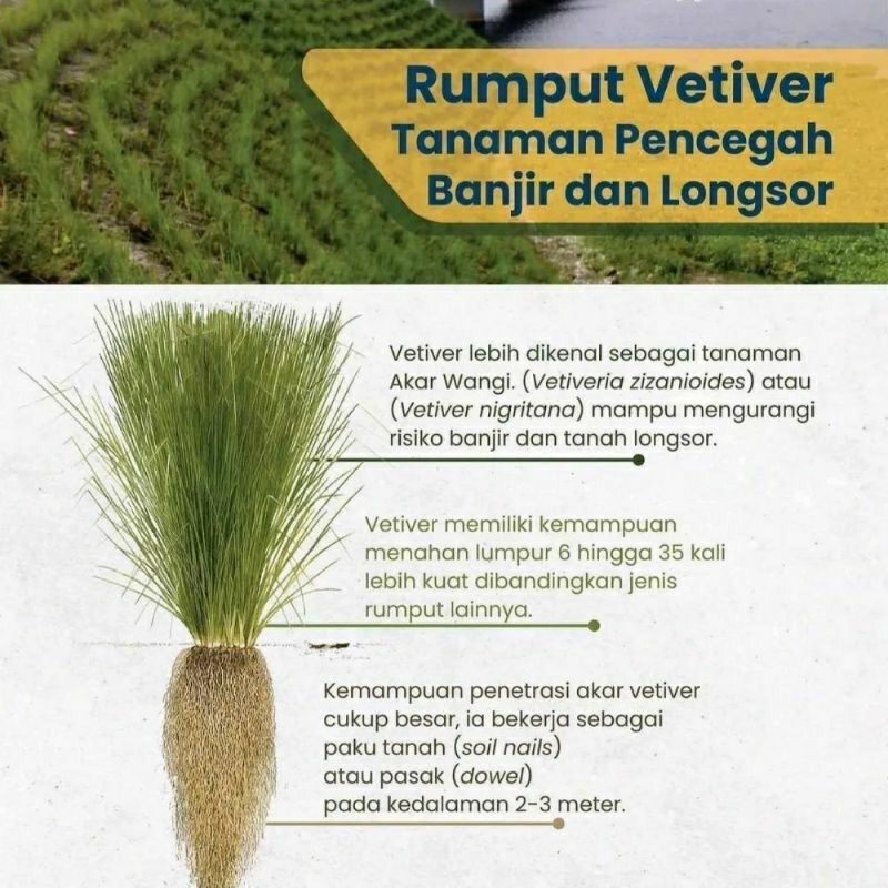Jual bibit vertiver akar wangi - rumput pencegah longsor | Shopee Indonesia