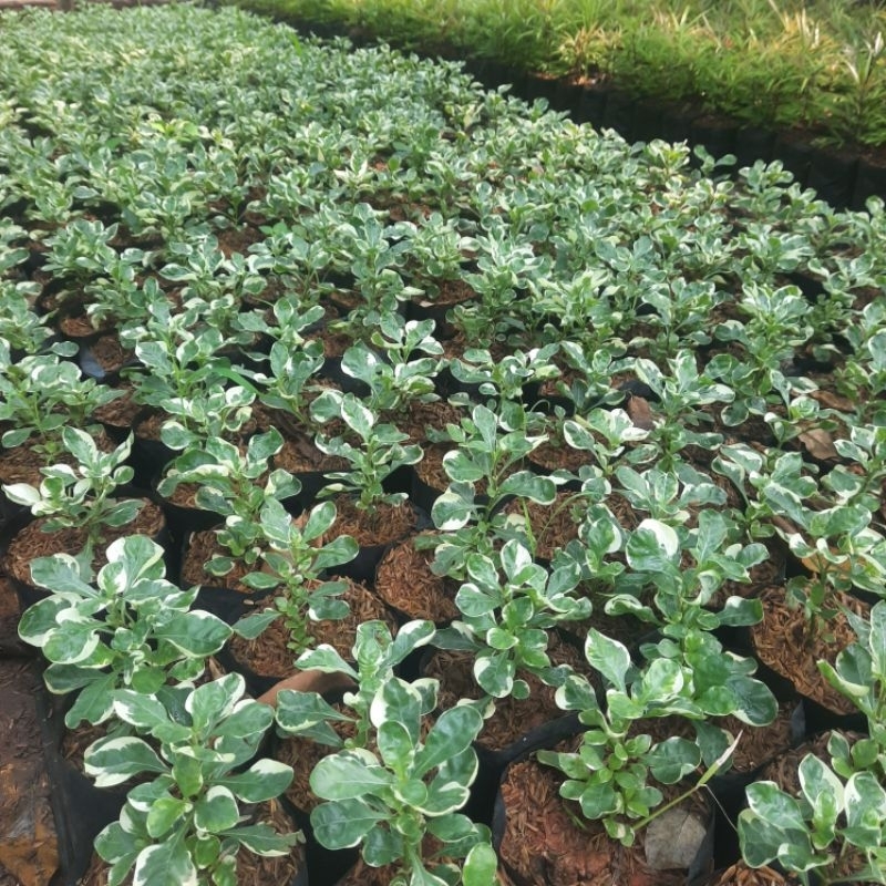 Jual {BISA COD} tanaman krokot varigata kerokot hijau putih | Shopee ...