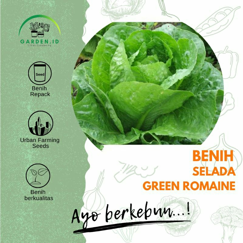 Jual Biji - Benih Sayuran Selada GREEN ROMAINE Known You Seed | Shopee Indonesia