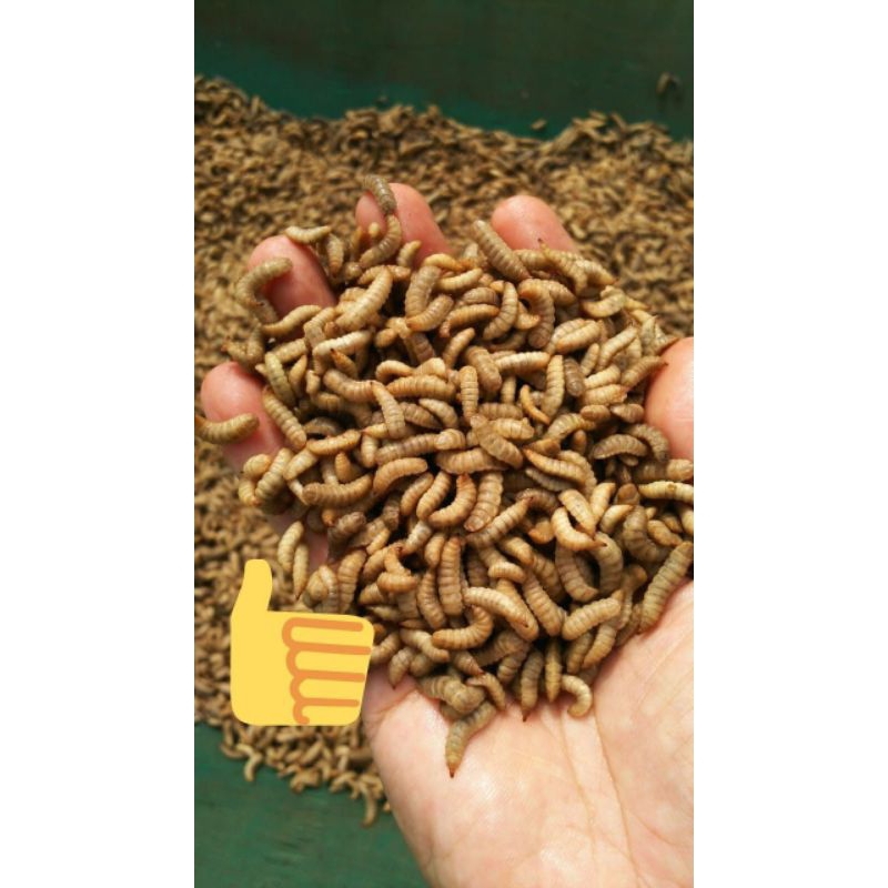 Jual BESTFARM MAGGOT FRESH HIDUP KEMASAN BOX 1KG | Shopee Indonesia