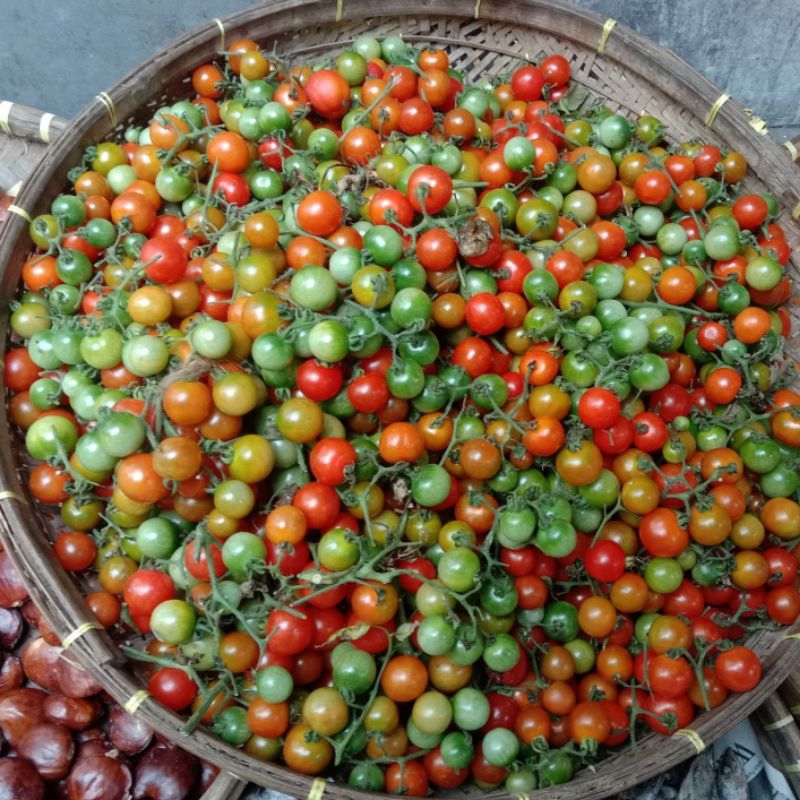 Jual Tomat Rampai Kecil Buah Segar 1kg | Hasil Lampung | Shopee Indonesia