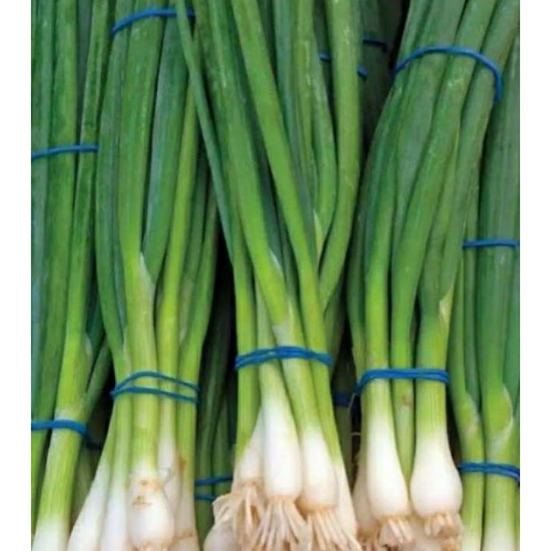 Jual daun bawang segar 1kg | Shopee Indonesia
