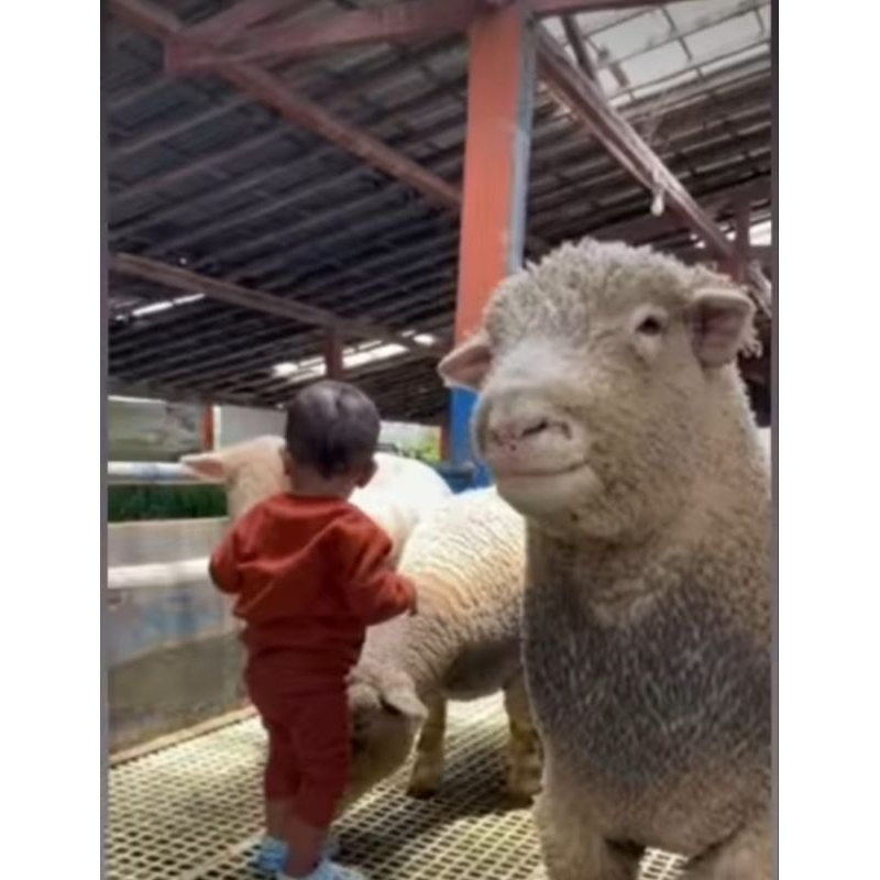 Jual domba merino bukan kambing atau sapi | Shopee Indonesia