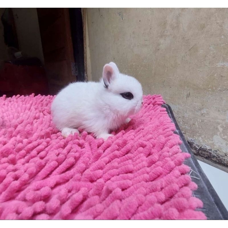 Jual Kelinci Netherland Dwarf Mini | Shopee Indonesia