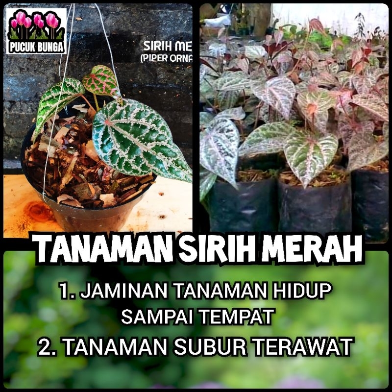 Jual Bibit Sirih Merah Bibit Tanaman Herbal Sirih Merah Daun Sirih ...