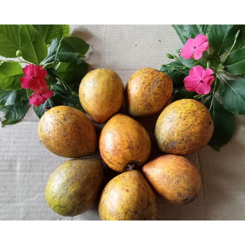 Jual Buah alkesa/sawo mentega | Shopee Indonesia