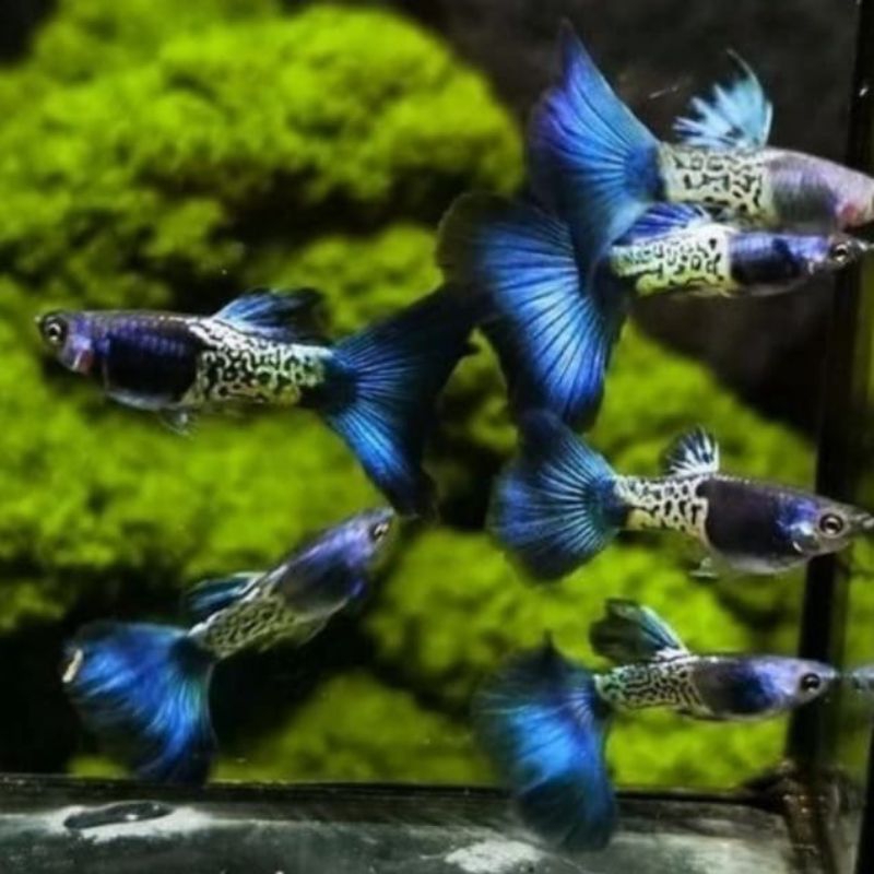 Jual ikan hias guppy MSSBT (metal snake skin blue tail)hiasan aquarium,kolam dan aquascape ...