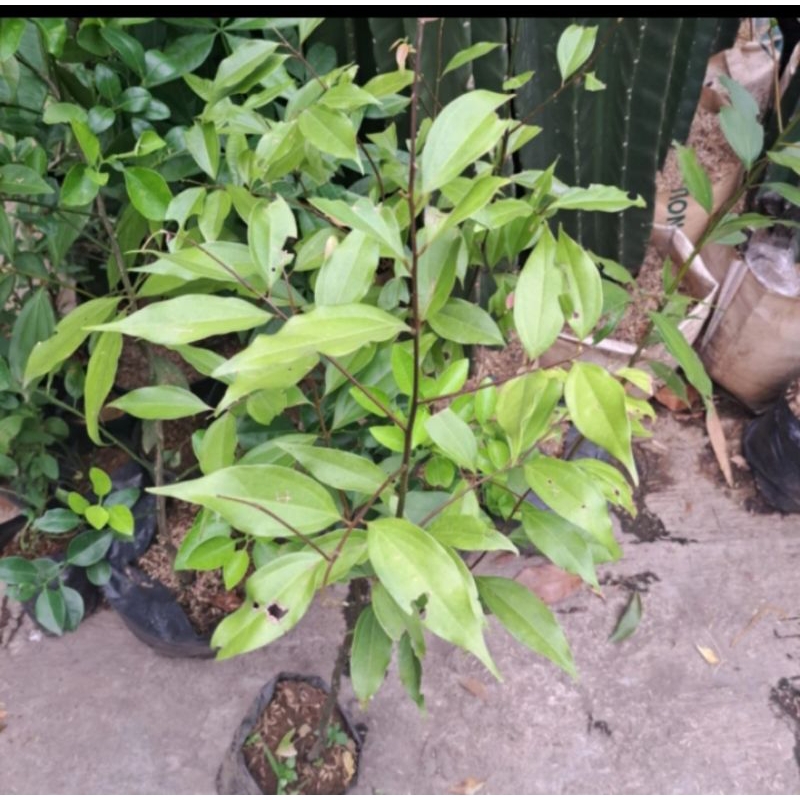 Jual 5 Pohon Tanaman Kayu Manis Tanaman Herbal | Shopee Indonesia