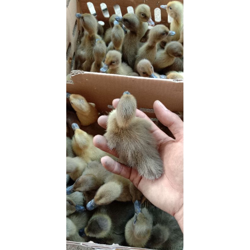 Jual DOD ANAK BEBEK "LOKAL MOJOSARI BETINA" (1 BOX) | Shopee Indonesia