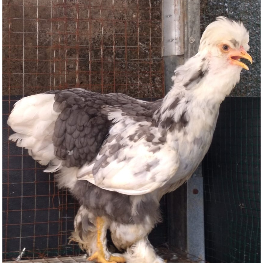 Jual Ayam brahma park blue motled usia 4 bulan ( real foto dan vidio ...