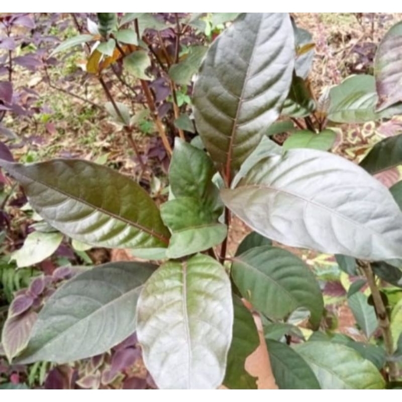 Jual Daun handelem atau daun ungu segar fres 250gram | Shopee Indonesia