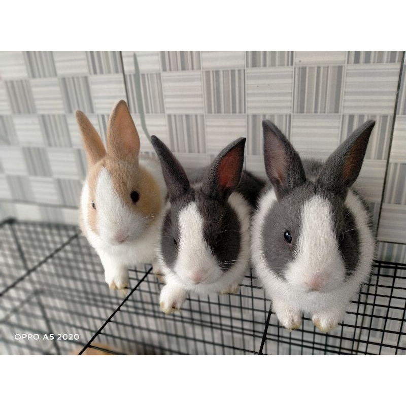 Jual Kelinci Panda(Dutch) | Shopee Indonesia