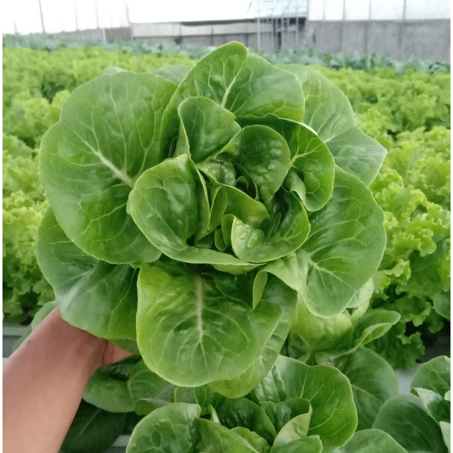 Jual Benih Selada Romaine / Cos Lettuce (5 gram) | Shopee Indonesia